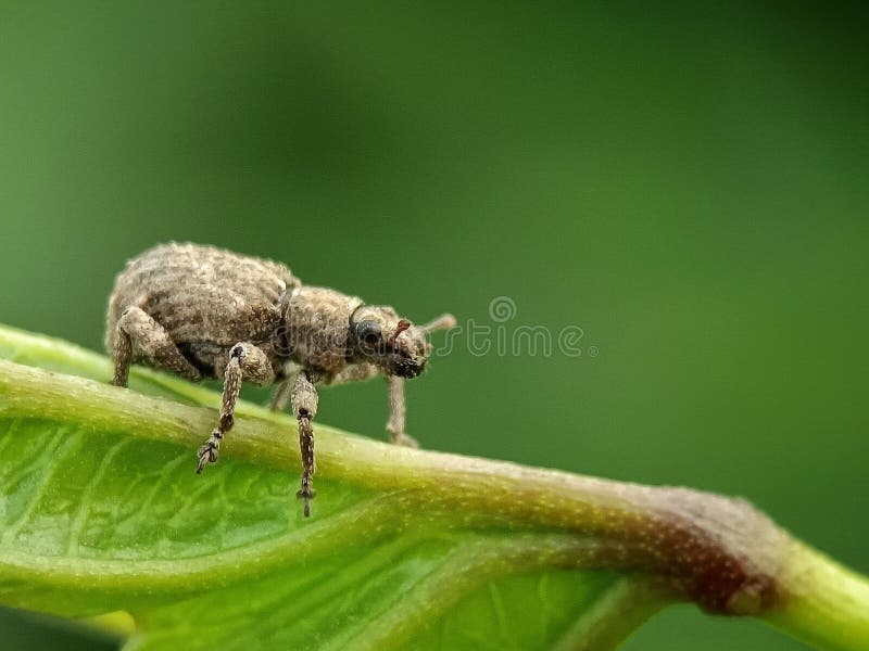 Fascinating Split Nose Weevil Stock Photos - Free & Royalty-Free Stock ...