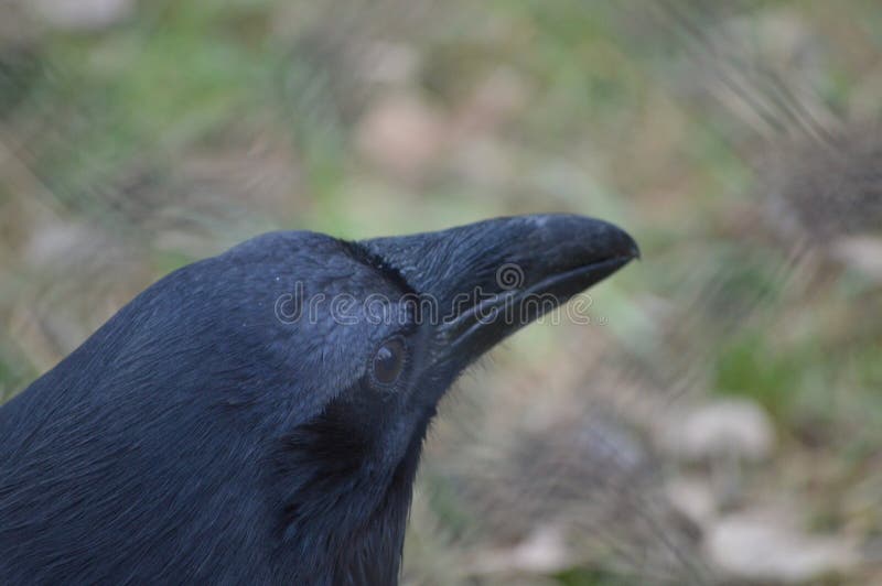 "Close-Up Raven: Secrets of an Intelligent Bird" Stock Photo - Image of ...