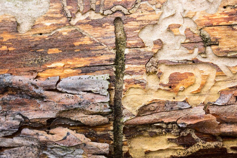 Fascinating Texture of a Coniferous Tree with Traces of Insects Stock ...