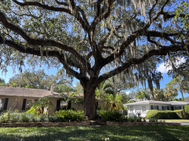 Spider tree stock photo. Image of park, sunny, house - 261078064