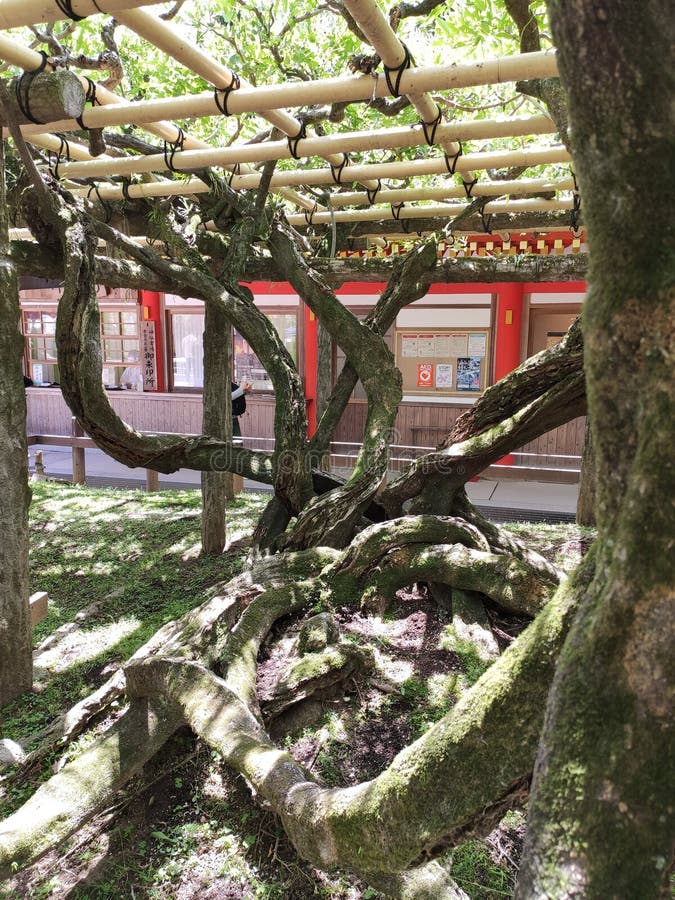 Unique Curved Tree with Bamboo Roof – Zen Garden Serenity Editorial ...