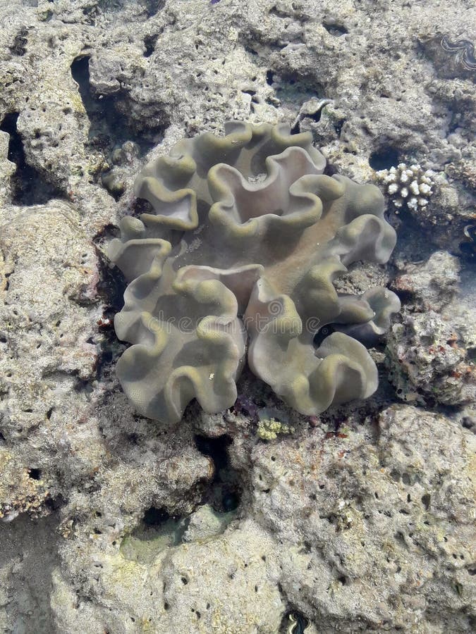 A Fascinating Underwater Scene Featuring a Unique Coral Formation with ...