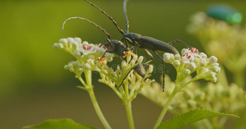 The Fascinating World of Insects Stock Image - Image of beetle, insect ...