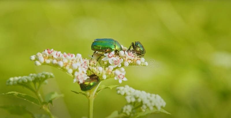 The Fascinating World of Insects Stock Image - Image of moth, beetle ...