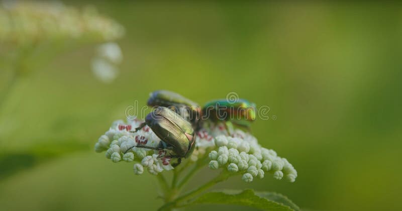 The Fascinating World of Insects Stock Photo - Image of moth ...