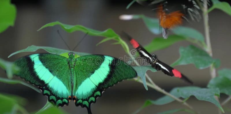 The Fascinating World of Insects Stock Image - Image of animals, insect ...