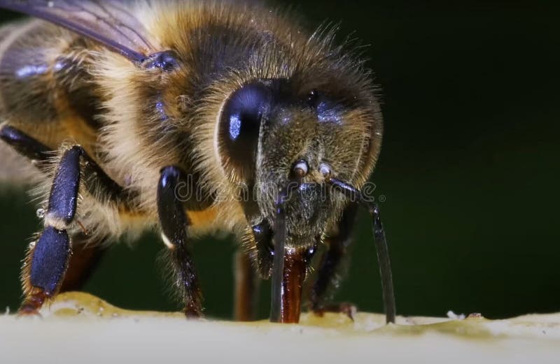 The Fascinating World of Insects Stock Image - Image of macro, animals ...