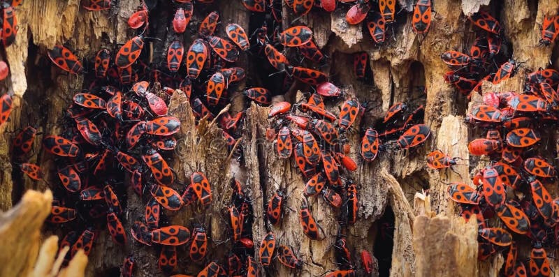 The Fascinating World of Insects Stock Photo - Image of beetle, macro ...