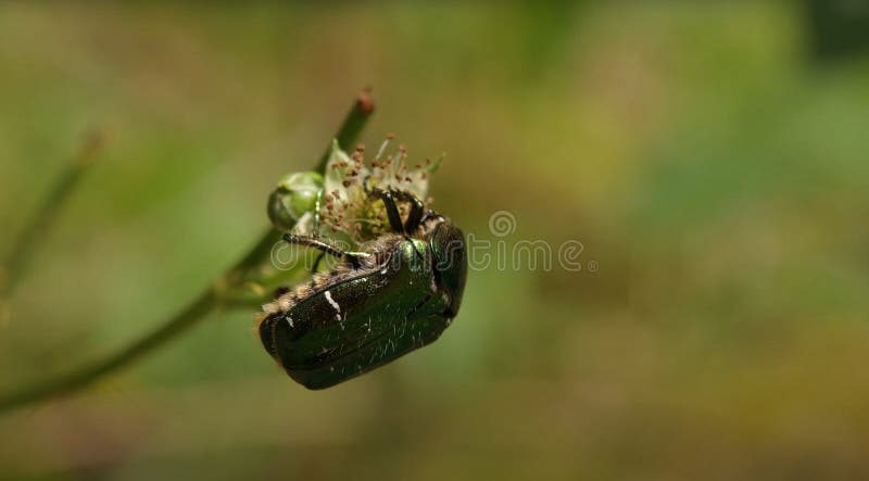 The Fascinating World of Insects Stock Photo - Image of macro, beetle ...