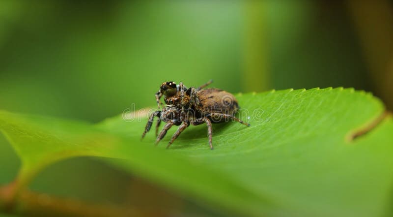 The Fascinating World of Insects Stock Photo - Image of animals, moth ...