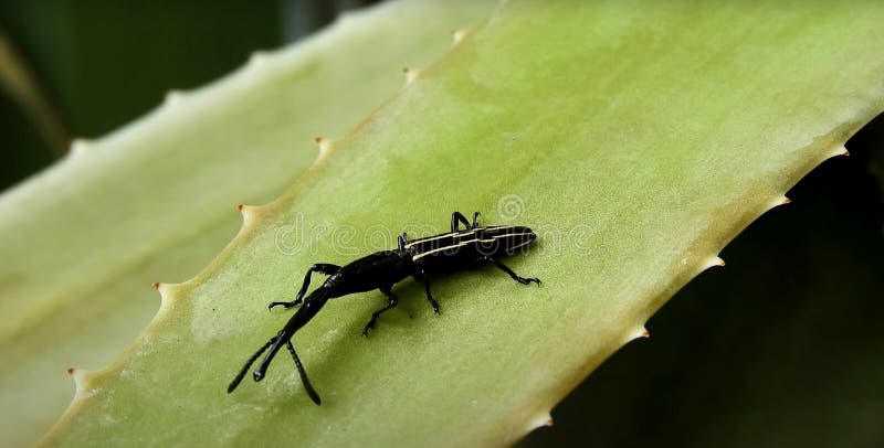 The Fascinating World of Insects Stock Photo - Image of moth ...