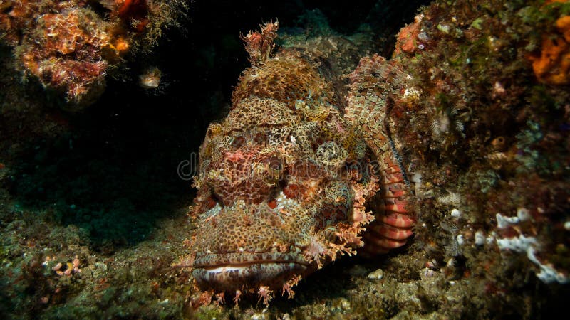 Kamienna Ryba Zdjęcia Stock - Pobierz 259 Zdjęcia Royalty Free