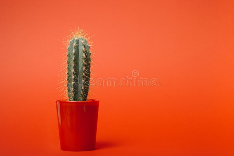 Fashion Cactus In Red Flower Pot On Pastel Red Orange Sunset Color