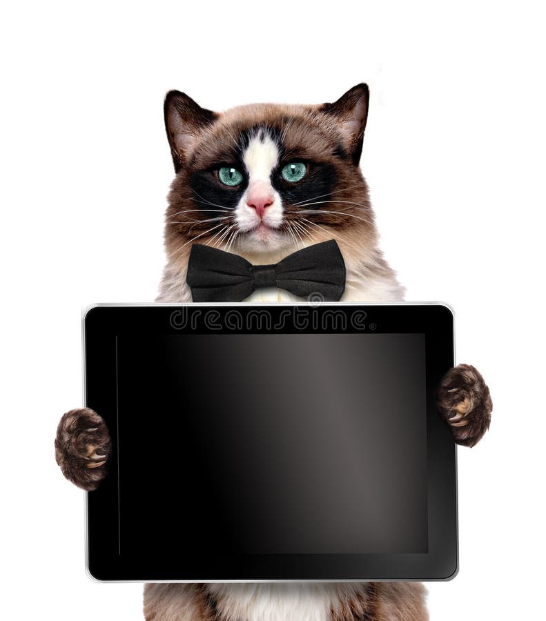 Cat holding a tablet. stock photo. Image of computer - 40593826