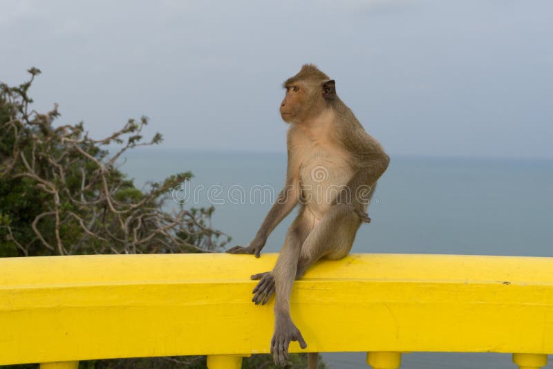 Monkey Yellow Eyes Close Up - Macaca Fascicularis Stock Photo - Image ...
