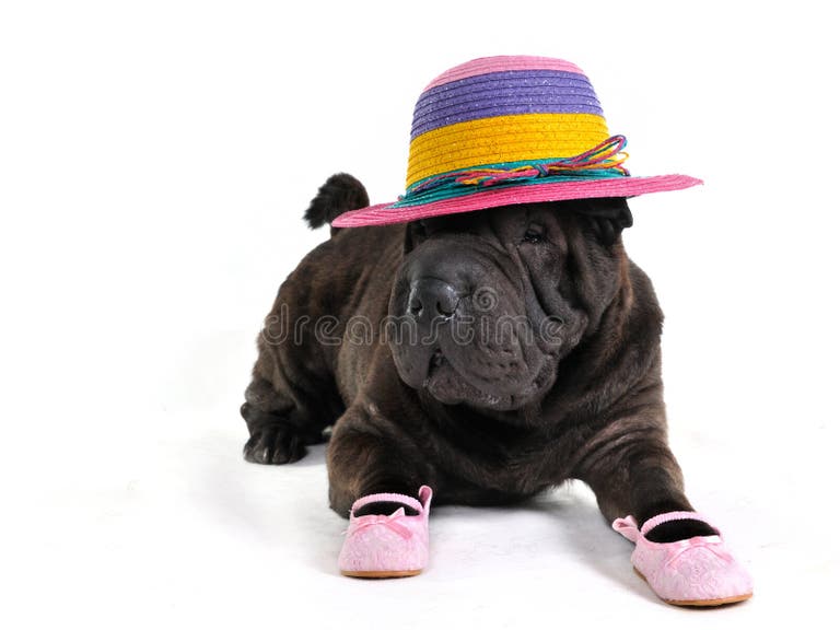 Lady Shar Sister Stock Photos - Free & Royalty-Free Stock Photos from ...