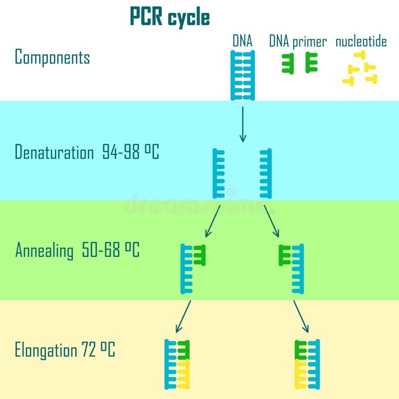 Fasi del ciclo di PCR illustrazione vettoriale. Illustrazione di ...