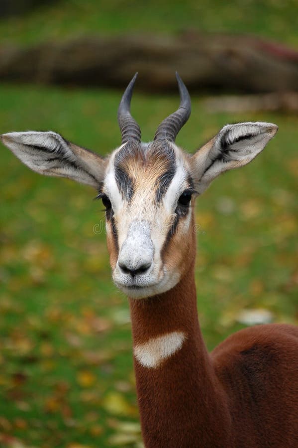 Fast Alert Antilope Gazelle Stock Image - Image of leafs, gazelles: 5240603
