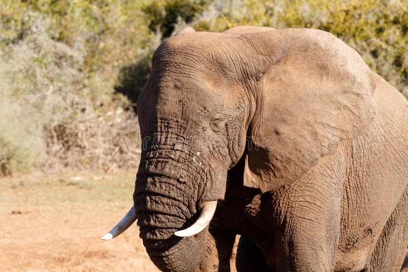 Fast Asleep - African Bush Elephant Stock Image - Image of large ...