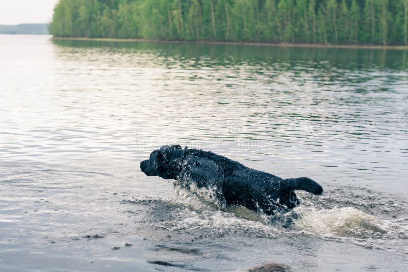 Fast stock image. Image of canine, summer, water, black - 53472711