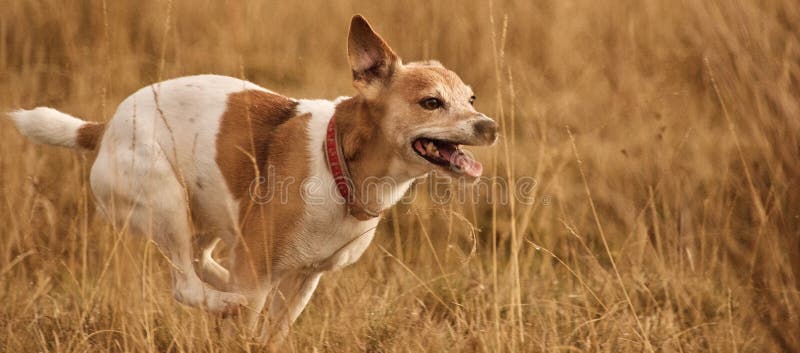 Fast dog stock photo. Image of running, field, golden - 94145656