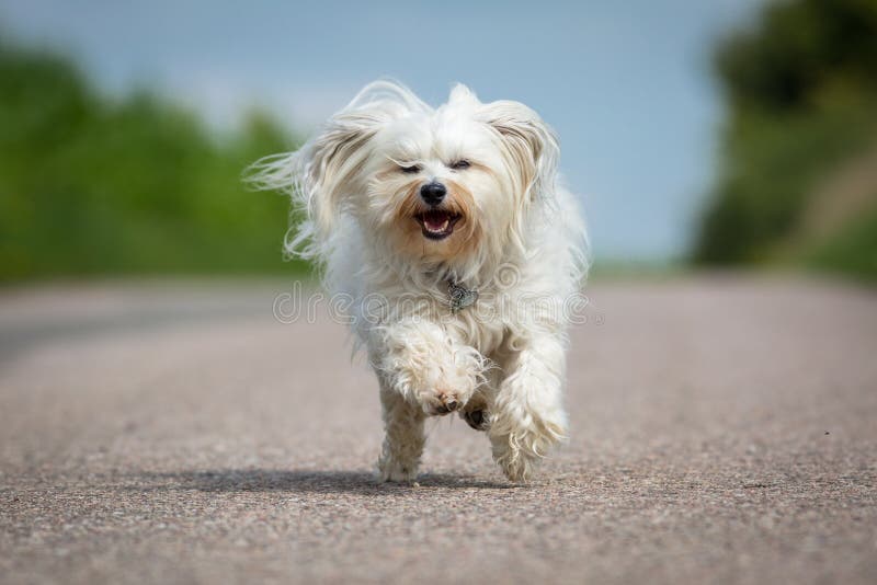 Fast running Dog stock image. Image of teeth, pets, race - 31369457