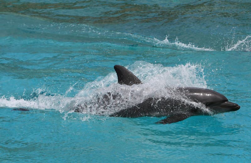 Dolphin love stock image. Image of amusement, gray, flipper - 4979005