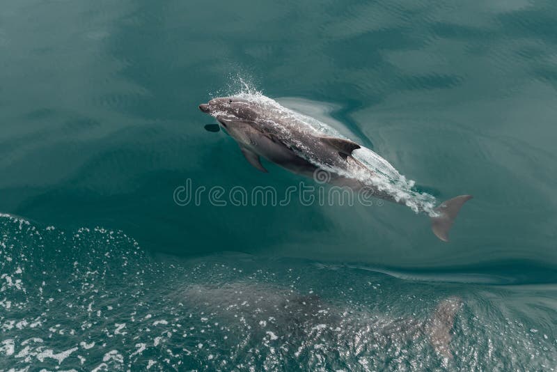 Fast Dolphin in the Wildlife Sea Stock Image - Image of nature, bottle ...