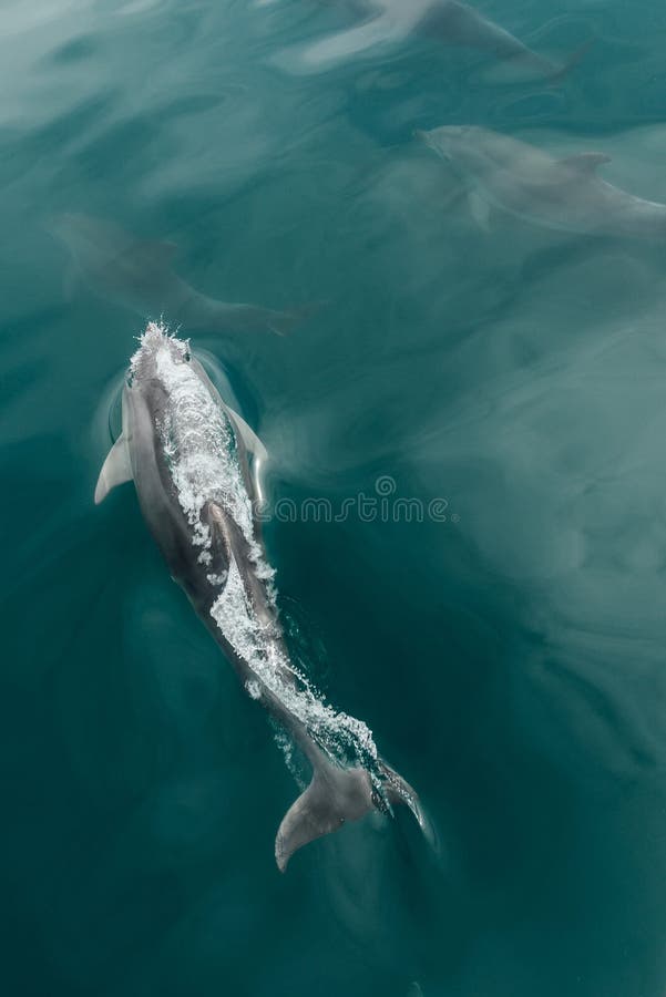 Dolphin in the wildlife stock photo. Image of mammal - 69169774