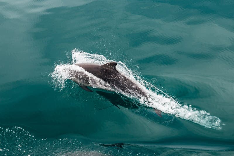 Dolphin in the wildlife stock photo. Image of mammal - 69169774