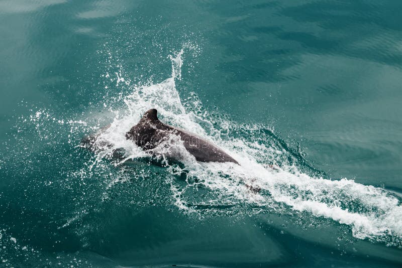 Fast Dolphin in the Wildlife Sea Stock Image - Image of nature, bottle ...