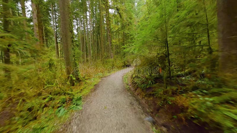 Fast Flight Along the Path between the Trees in a Fabulous Spring ...