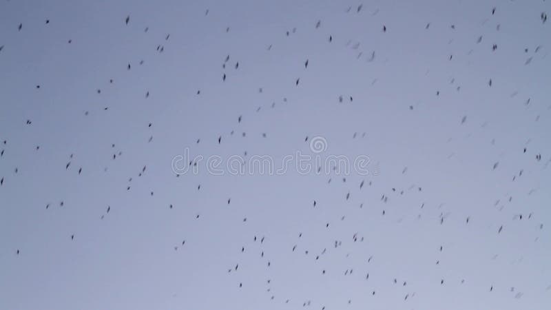 Fast Flock of Birds on a Background of Gray Sky Stock Footage - Video ...