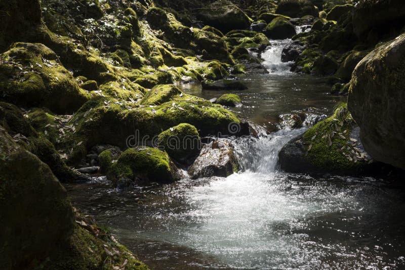 Ravine flowing brook stock image. Image of mossy, rock - 124406927