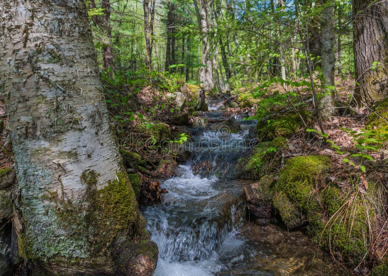 Mountain Runoff in the Springtime Stock Photo - Image of beauty ...