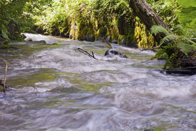 Fast-flowing stream stock photo. Image of forest, water - 55481804
