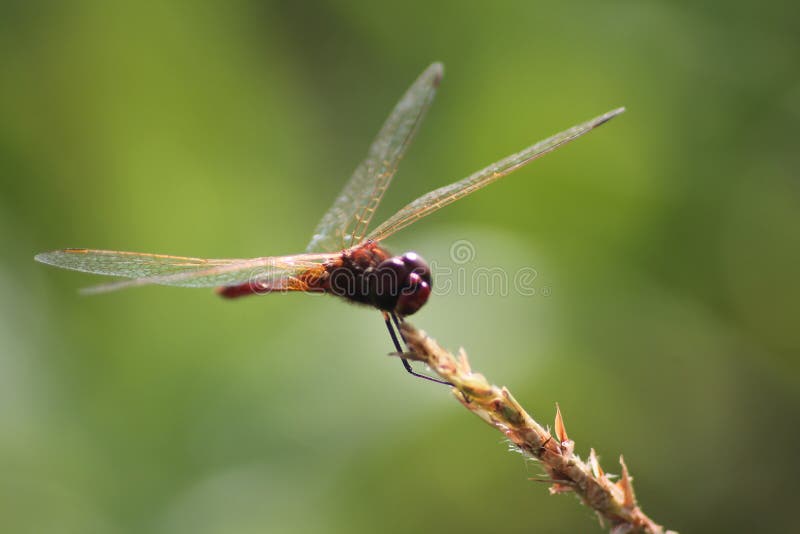 A Dragonfly is an Insect Belonging To the Order Odonata, Infraorder Anisoptera. Adult ...