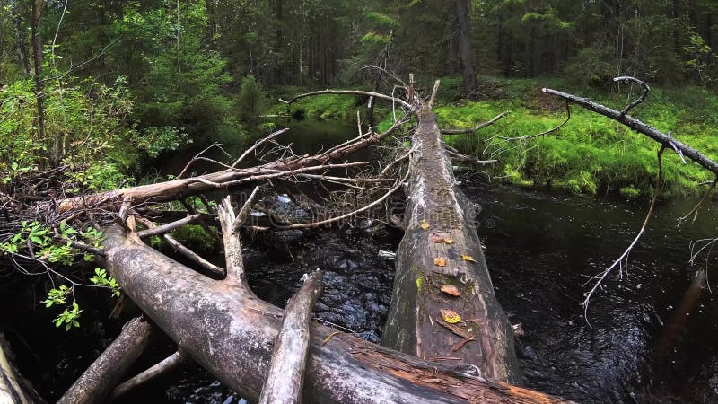 Fast Forest Stream Deep in the Taiga Stock Video - Video of river, deep ...