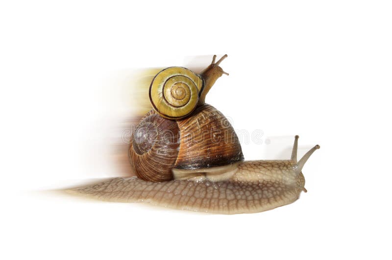 Fast Forward (speed Snail) Picture. Image: 9467665