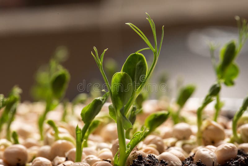 Fast Growing Pea Sprouts from Yellow Split Peas.. Stock Photo - Image ...