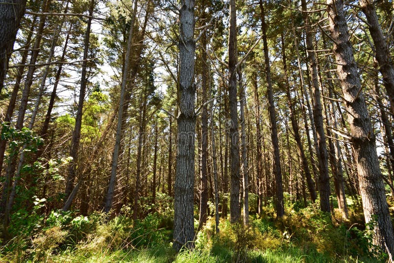 Fast Growing Pine Forest stock photo. Image of artificially - 212265920