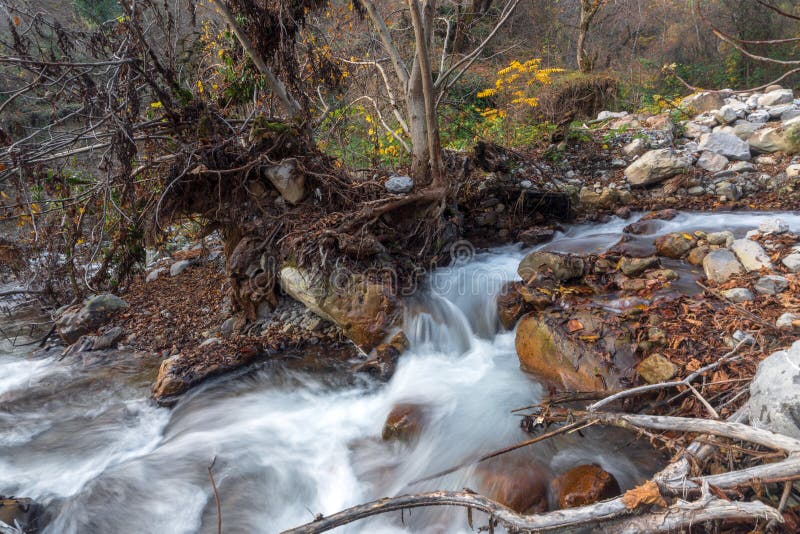 Fast Mountain River in the Forest in Autumn Season Stock Photo - Image ...