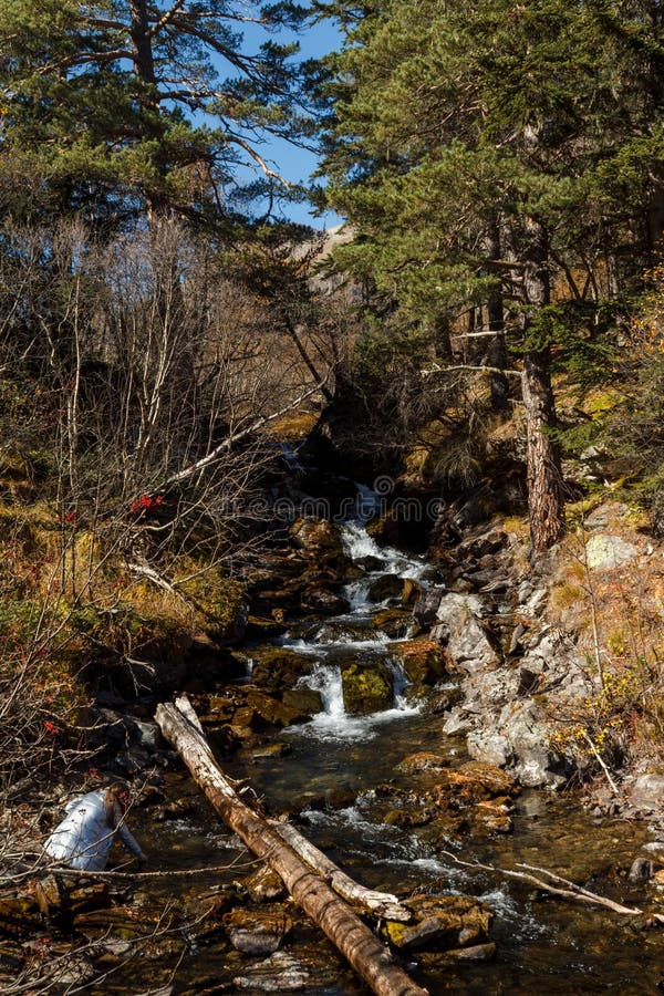 Fast Mountain River in the Green Forest Stock Photo - Image of ...