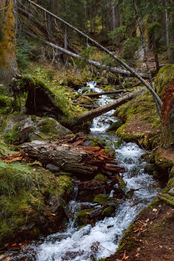 Fast Mountain River in the Green Forest Stock Image - Image of forest ...