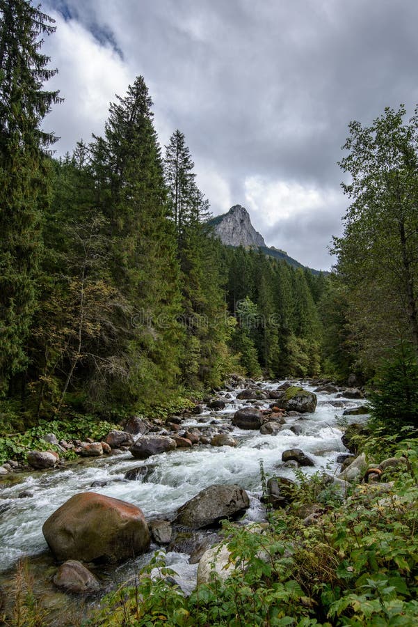 Fast Mountain Rocky River in Forest with Waterfall Stock Image - Image ...