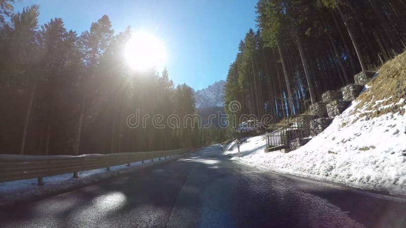 Fast Movement on a Highway Road Surrounded by Pine Trees during the ...