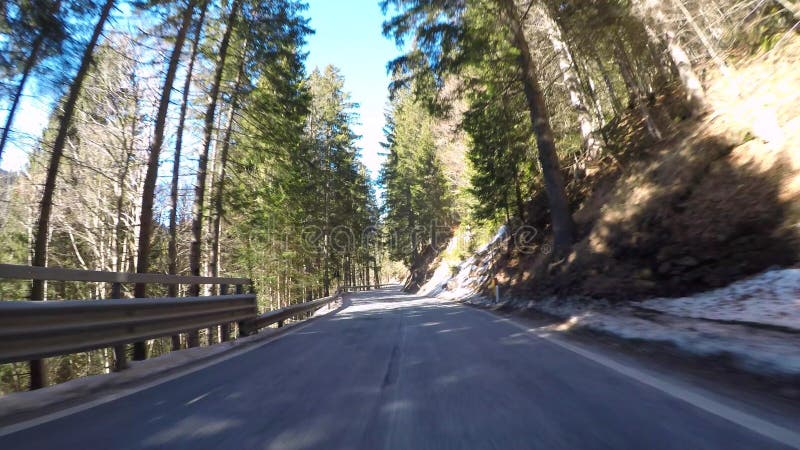 Fast Movement on a Highway Road Surrounded by Pine Trees during the ...