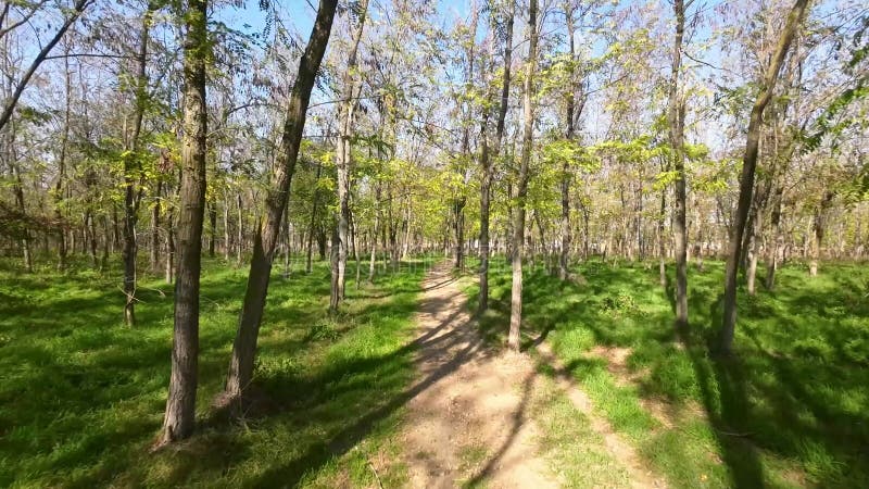 Fast Movement of Trees in a Forest with a Dirt Trail in the Middle ...