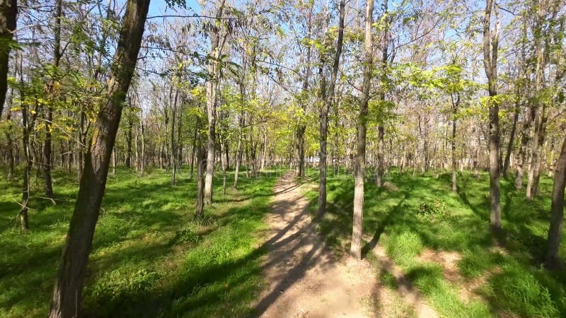 Fast Movement of Trees in a Forest with a Dirt Trail in the Middle ...