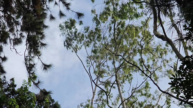 Swaying Tall Palm Trees Under a Clear Blue Sky Stock Video - Video of ...